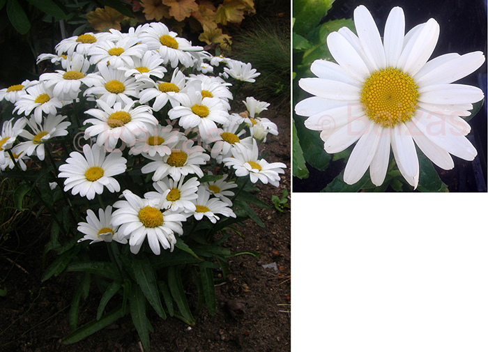 Многолетники - Нивяник наибольший 'Western Star Leo' / Stādu audzētava ...