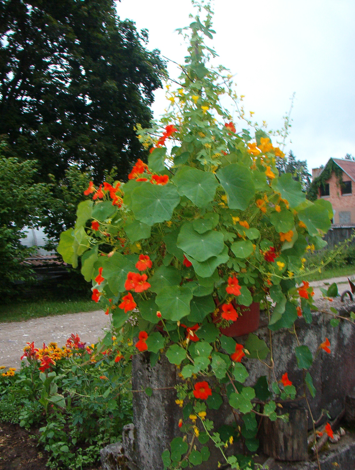 Galerija - Kompozīcijas - / Stādu audzētava "Baižas"