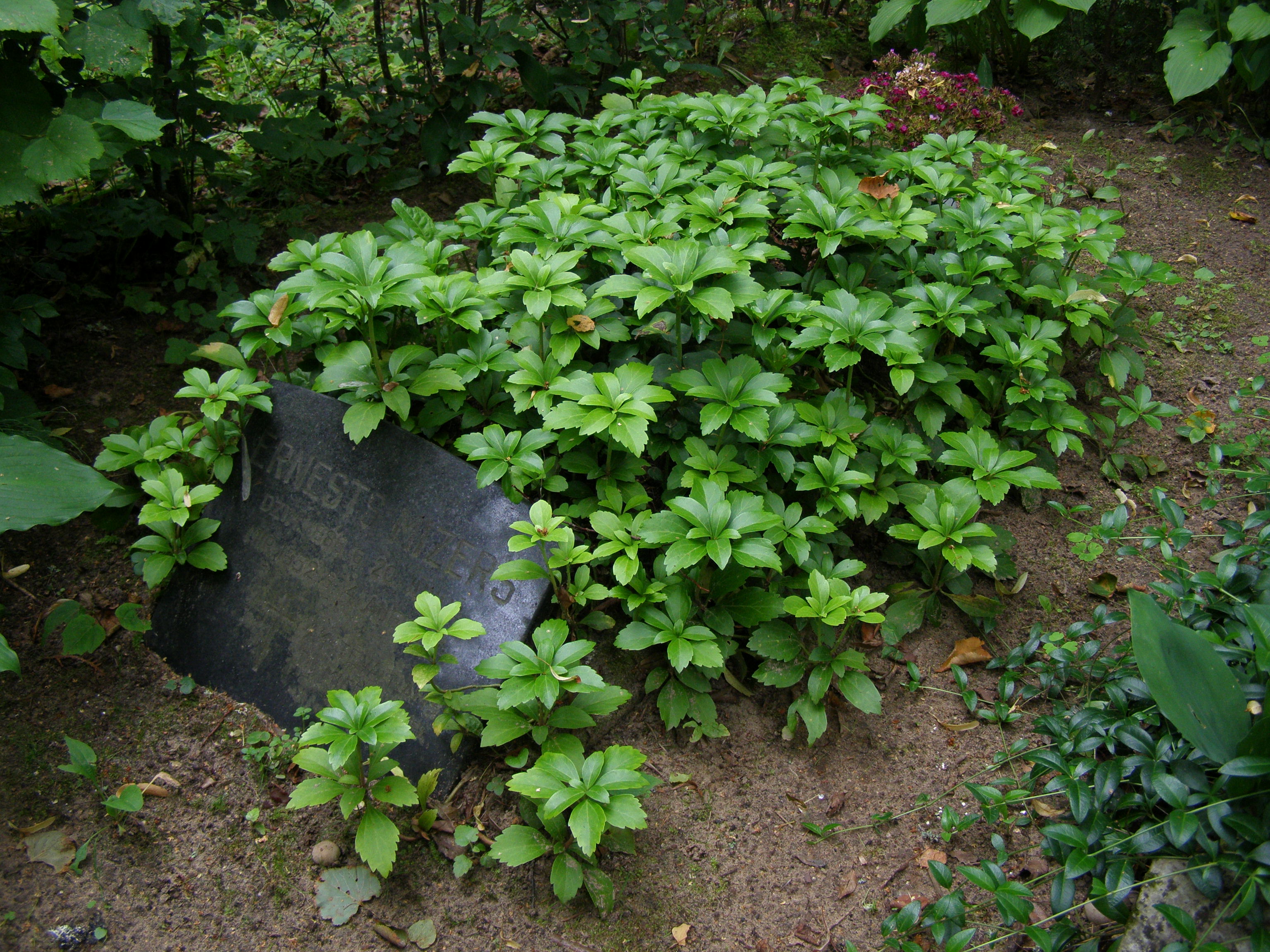 Galerija - Kapu stādījumi - / Stādu audzētava "Baižas"