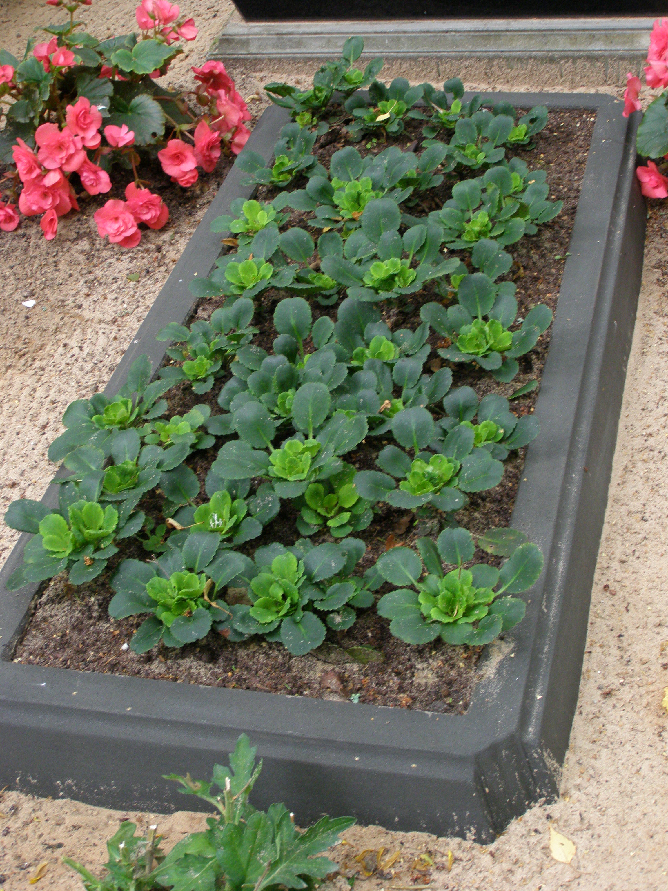 Galerija - Kapu stādījumi - / Stādu audzētava "Baižas"