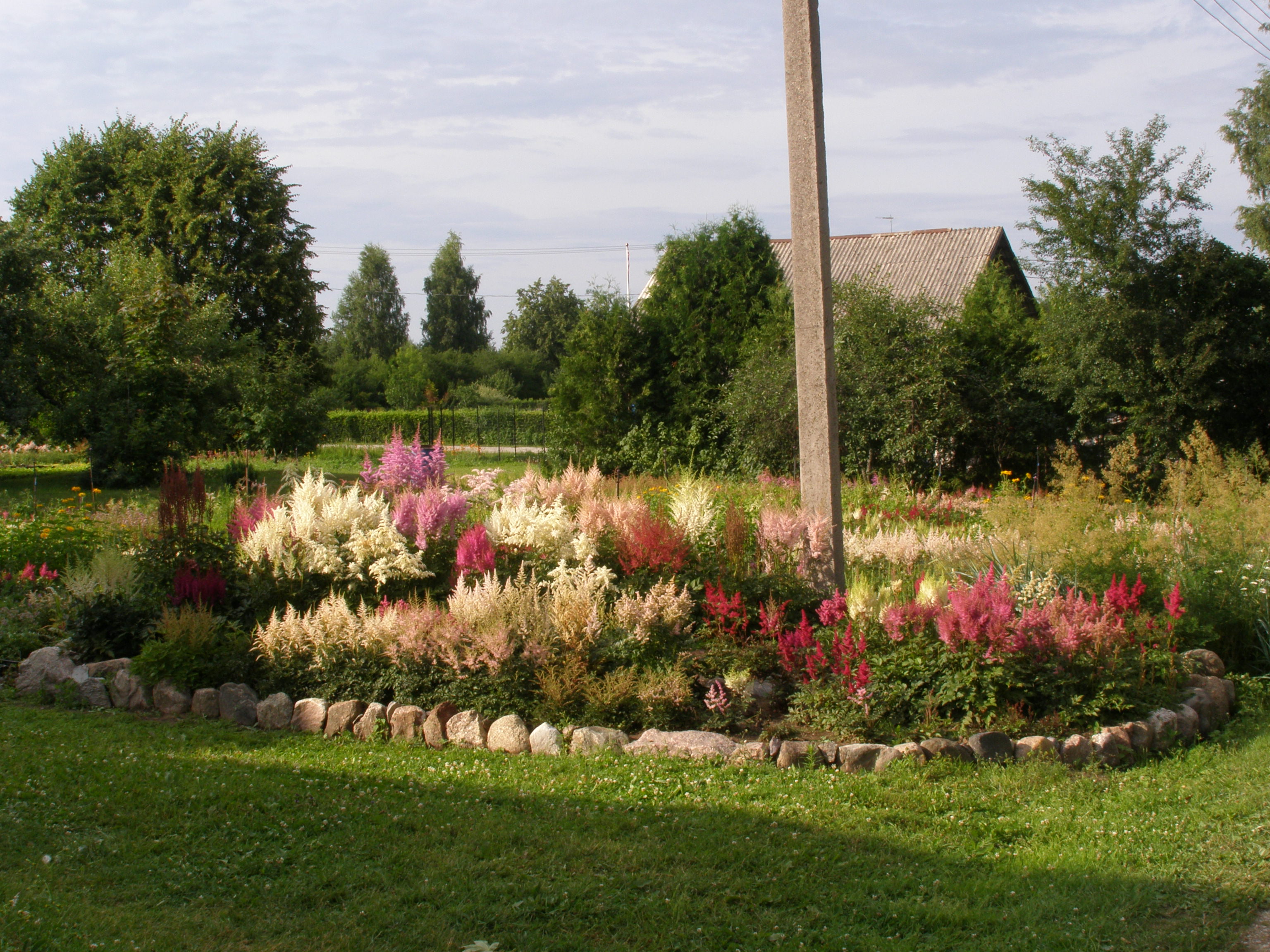 Galerija - Augi stādījumos - / Stādu audzētava "Baižas"