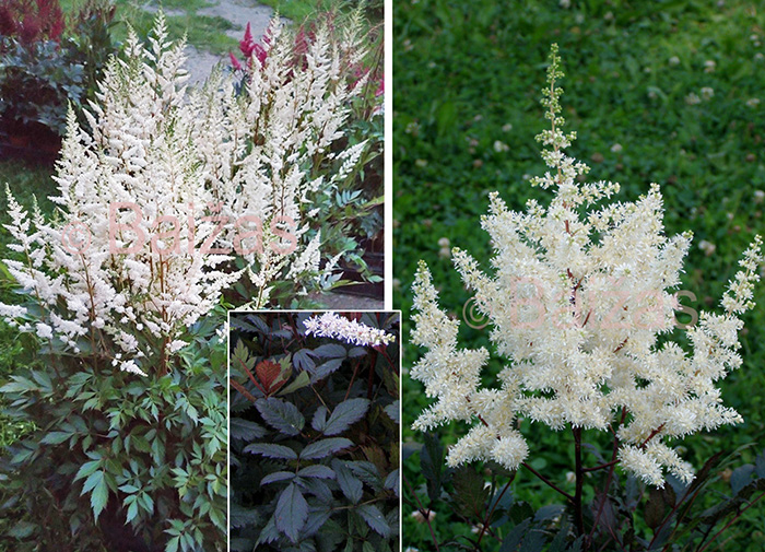 Ziemcietes - Astilbe 'Ellie' / Stādu audzētava "Baižas"