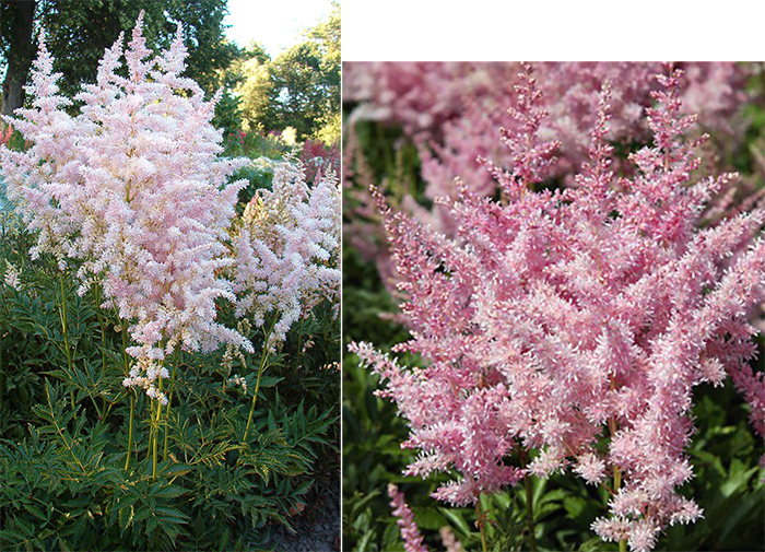 Ziemcietes - Astilbes (2/4) / Stādu audzētava "Baižas"