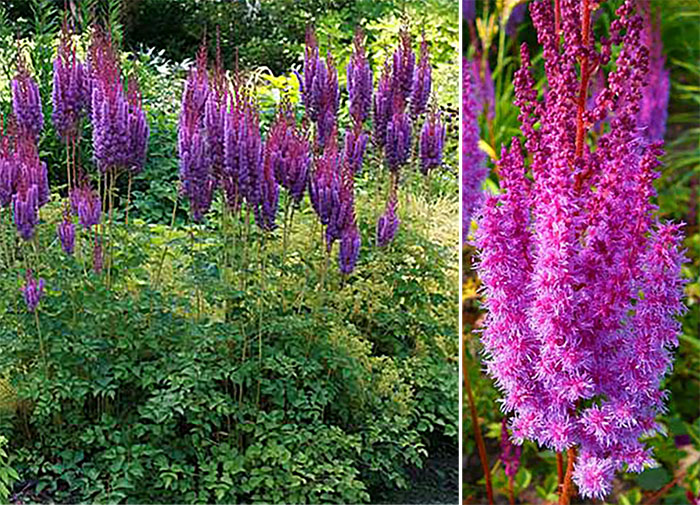 Perennials - Chinese astilbe 'Superba' / Stādu audzētava "Baižas"