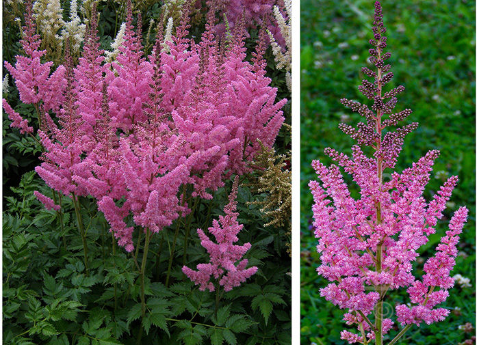 Ziemcietes - Astilbes (4/5) / Stādu audzētava "Baižas"