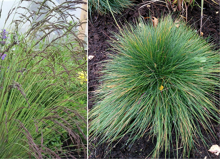 Ziemcietes - Auzene ametista / Stādu audzētava "Baižas"