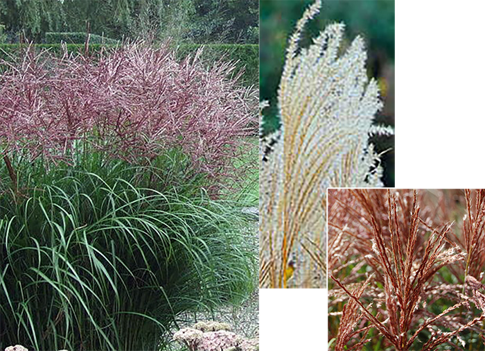 Ziemcietes - Graudzāles (4/9) / Stādu audzētava "Baižas"