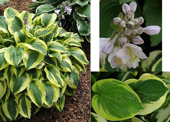 Ziemcietes - Hostas / Stādu audzētava "Baižas"