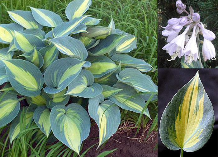 Ziemcietes - Hosta 'Catherine' / Stādu audzētava "Baižas"