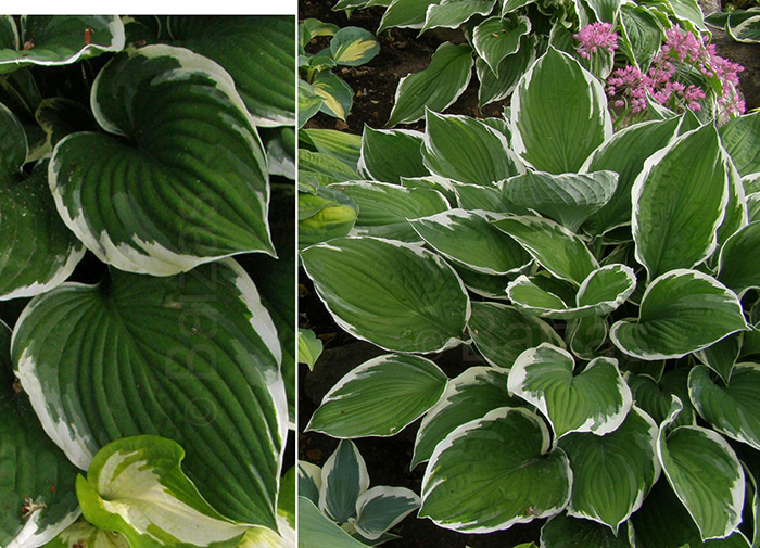 Ziemcietes - Hosta 'Frosted Jade' / Stādu audzētava "Baižas"
