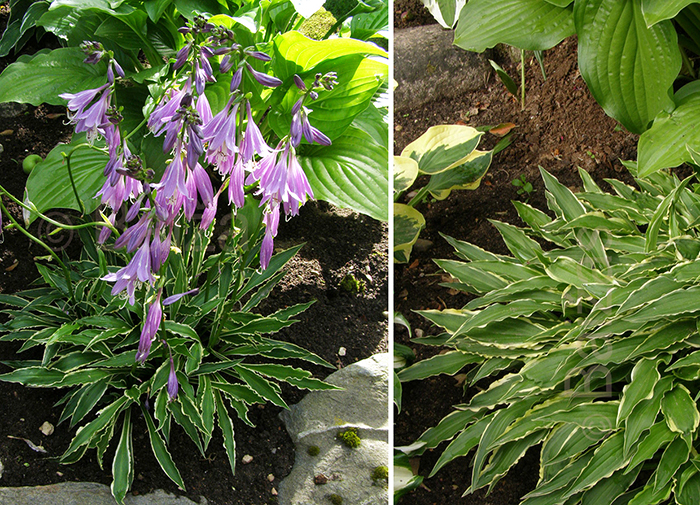 Ziemcietes - Hosta 'Stiletto' / Stādu audzētava "Baižas"