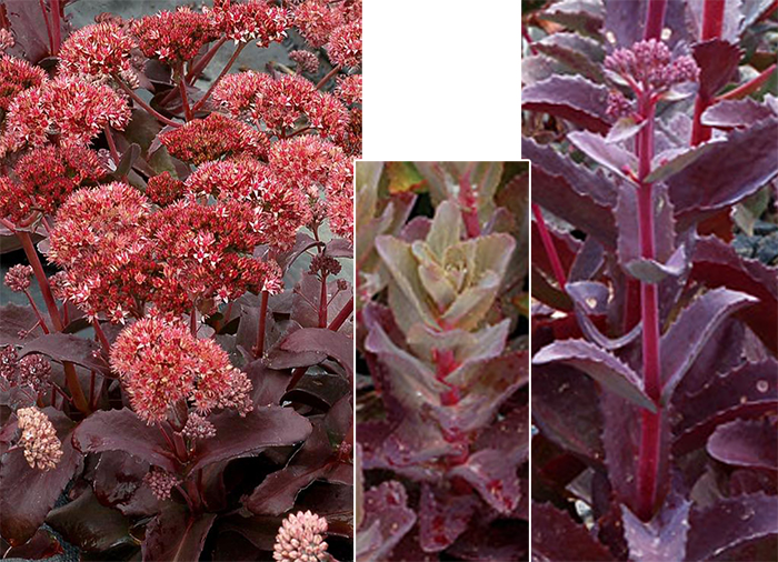 Perennials - Stonecrop 'Raspberry Truffle' / Stādu audzētava "Baižas"