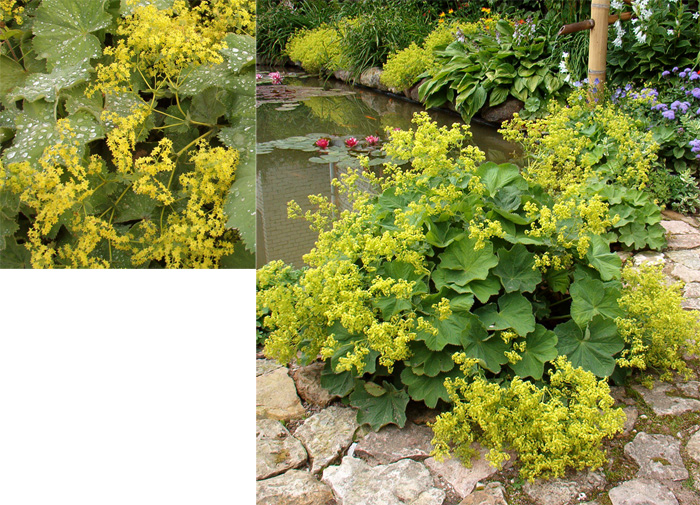 Ziemcietes - Pārējās (37/51) / Stādu audzētava "Baižas"