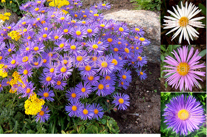 Perennials - Alpine aster 'Trimix' / Stādu audzētava "Baižas"