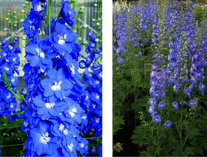 Ziemcietes - Delfīnija 'Jupiter Blue' / Stādu audzētava "Baižas"