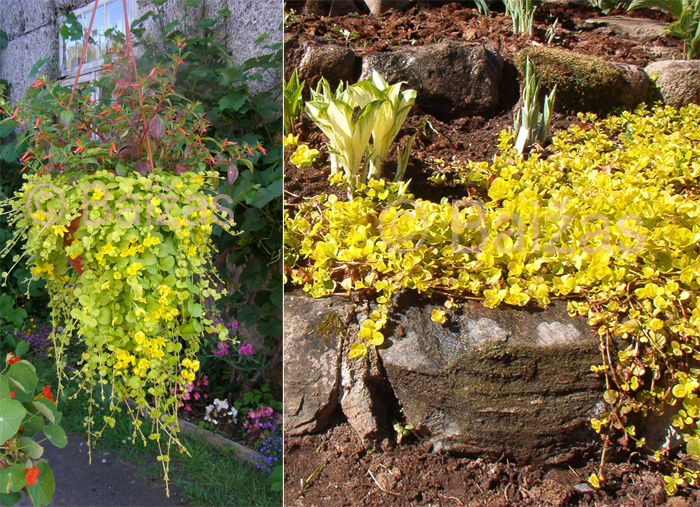 Ziemcietes - Zeltene pļavu zeltainā 'Aurea' / Stādu audzētava "Baižas"