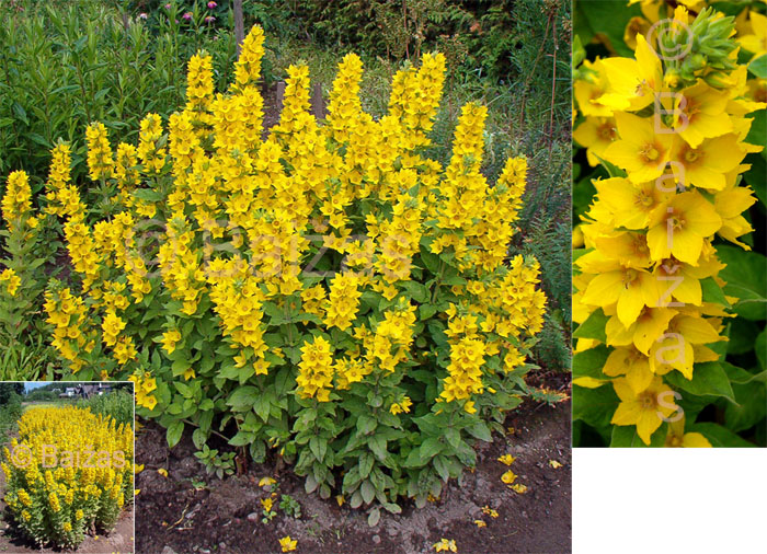 Ziemcietes - Zeltene punktainā / Stādu audzētava "Baižas"