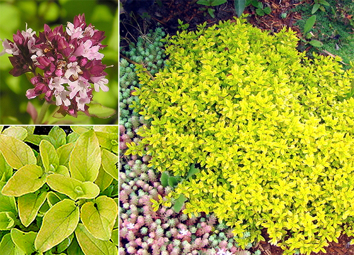 Ziemcietes - Pārējās (37/51) / Stādu audzētava "Baižas"