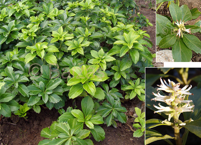 Ziemcietes - Pārējās (35/57) / Stādu audzētava "Baižas"