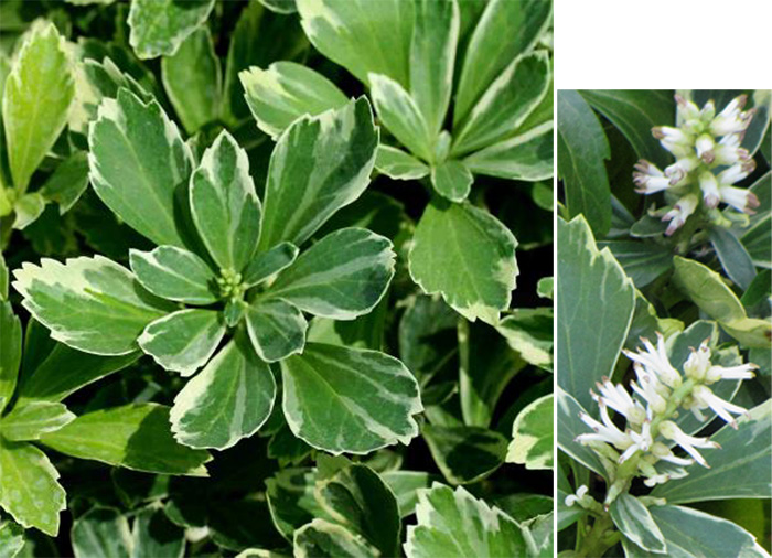 Ziemcietes - Pahisandra galotnes raibā 'Variegata' / Stādu audzētava ...