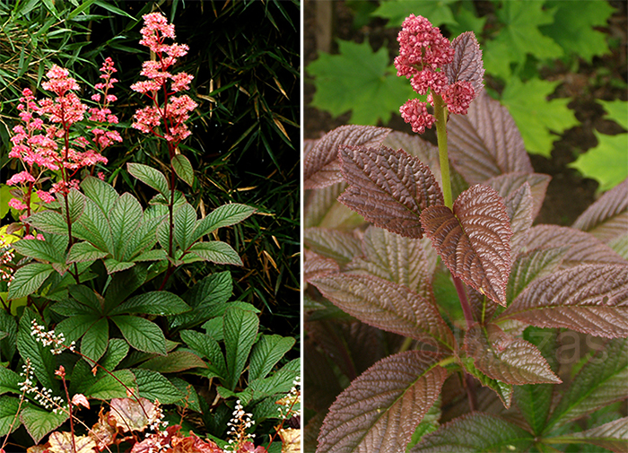 Ziemcietes - Pārējās (38/51) / Stādu audzētava "Baižas"
