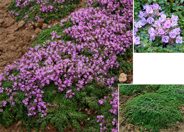 Ziemcietes - Mārsils agrais 'Pseudolanuginosus' / Stādu audzētava "Baižas"