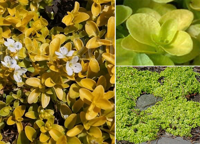 Veronica Repens Sunshine Golden Creeping Speedwell