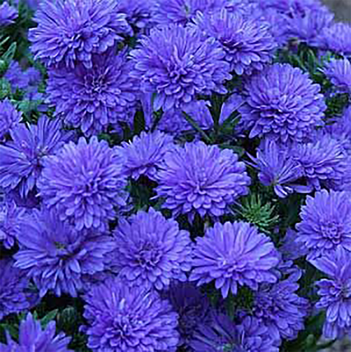 Perennials - Michaelmas daisy 'Almira Double Blue' / Stādu audzētava ...