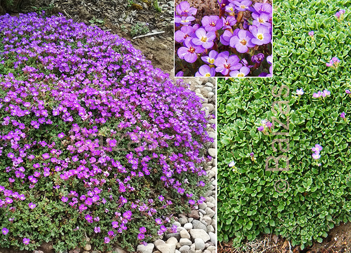 Ziemcietes - Harilik aubrieeta 'Tauricola' / Stādu audzētava "Baižas"