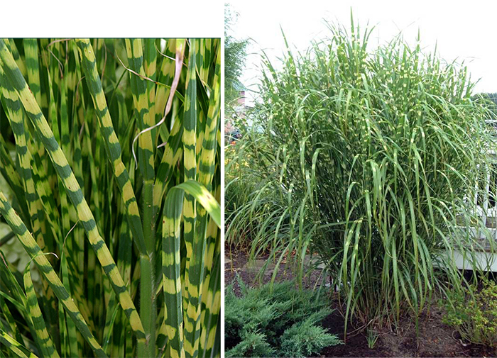 Ziemcietes - Miskante Ķīnas 'Giraffe' / Stādu audzētava "Baižas"