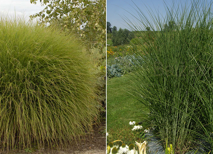 Ziemcietes - Miskante Ķīnas 'Gracillimus' / Stādu audzētava "Baižas"