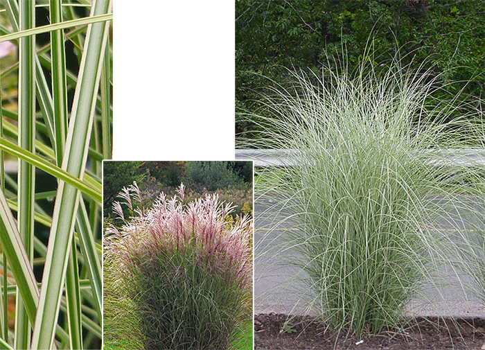 Perennials - Miskante Ķīnas 'Morning Light' / Stādu audzētava "Baižas"