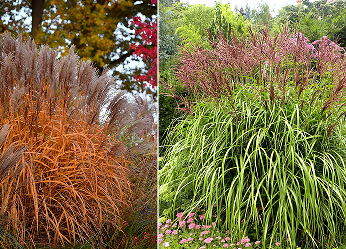 Ziemcietes - Miskante Ķīnas 'Malepartus' / Stādu audzētava "Baižas"