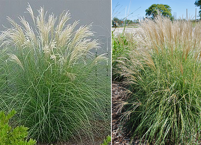 Ziemcietes - Miskante Ķīnas 'Adagio' / Stādu audzētava "Baižas"