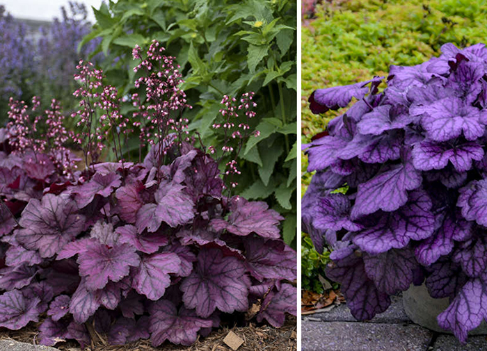 Perennials - Alum root, coral bells 'Wild Rose' / Stādu audzētava "Baižas"