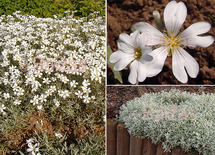 Ziemcietes - Pārējās (37/51) / Stādu audzētava "Baižas"