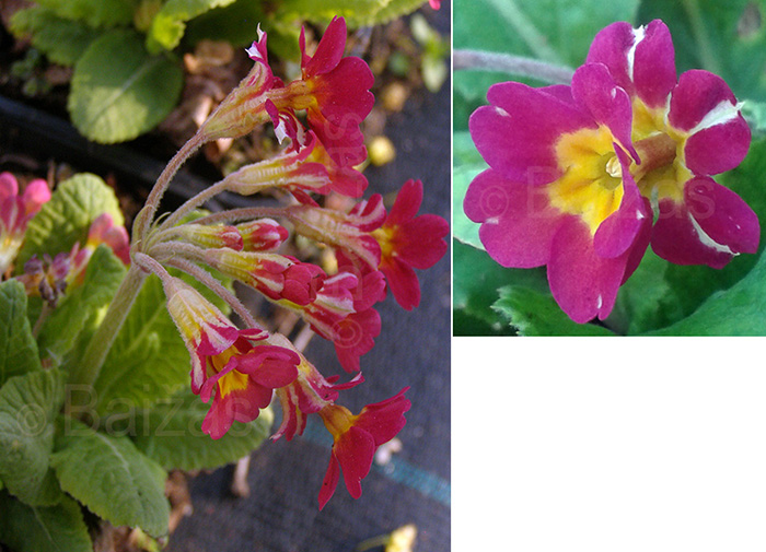 Ziemcietes - Prīmula 'Ruby Twins' / Stādu audzētava "Baižas"