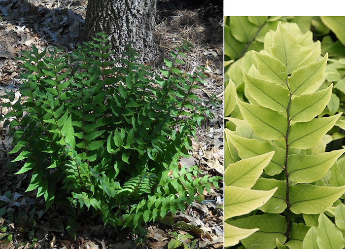 Ziemcietes - Papardes / Stādu audzētava "Baižas"