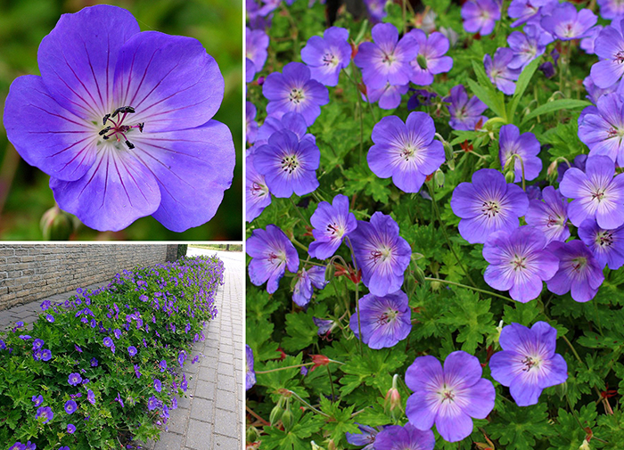 Ziemcietes - Gandrene 'Rozanne' / Stādu audzētava "Baižas"