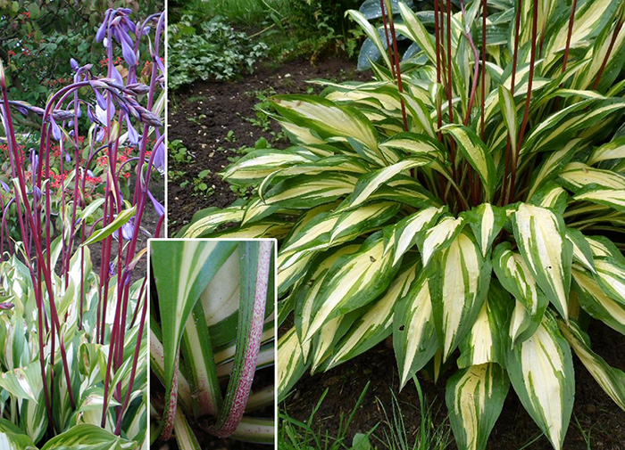 Ziemcietes - Hostas / Stādu audzētava "Baižas"