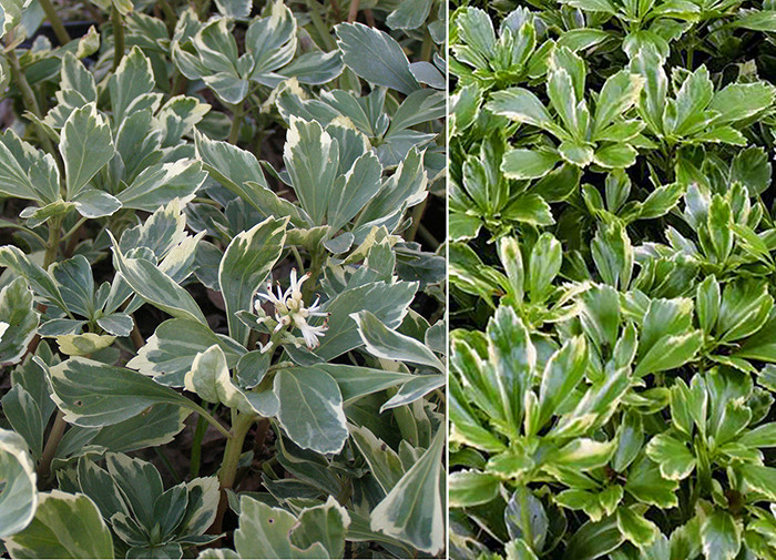 Ziemcietes - Pārējās (34/55) / Stādu audzētava "Baižas"