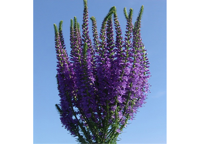 Ziemcietes - Veronika vārpu 'Purple Explosion' / Stādu audzētava "Baižas"