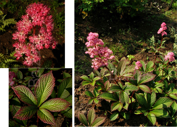 Ziemcietes - Pārējās (38/51) / Stādu audzētava "Baižas"