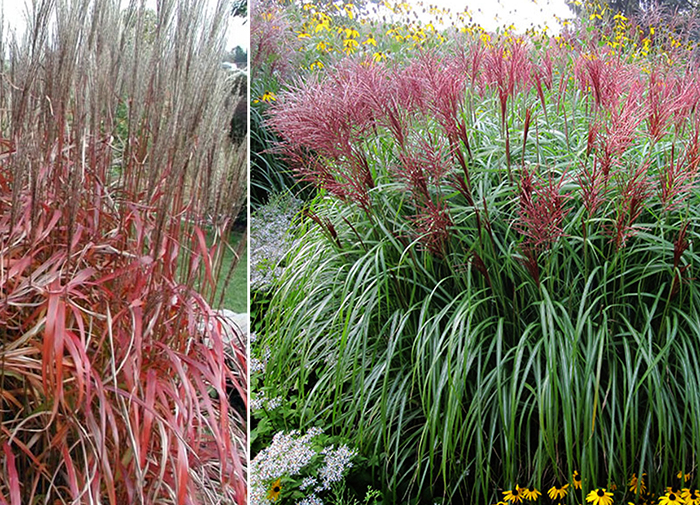 Ziemcietes - Miskante Ķīnas 'Roter Pfeil' / Stādu audzētava "Baižas"