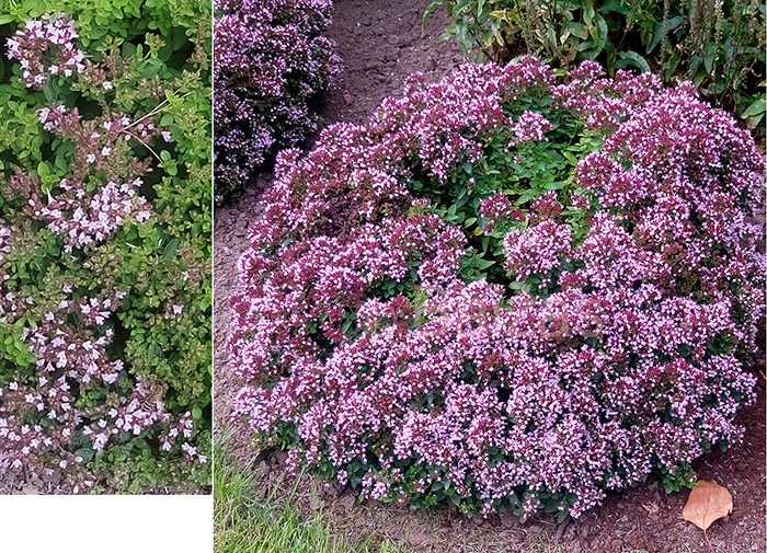 Ziemcietes - Raudene parastā 'Diabolo' / Stādu audzētava "Baižas"