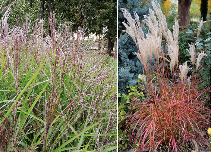 Perennials - Miskante Ķīnas 'Afrika' / Stādu audzētava "Baižas"