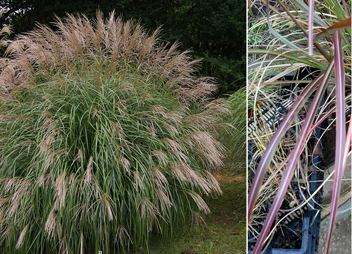 Ziemcietes - Miskante Ķīnas 'Herman Mussel' / Stādu audzētava "Baižas"