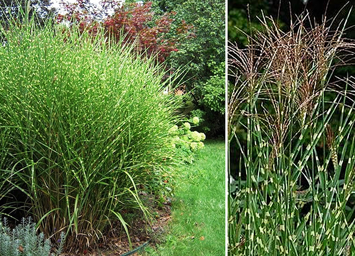 Ziemcietes - Miskante Ķīnas 'Little Zebra' / Stādu audzētava "Baižas"