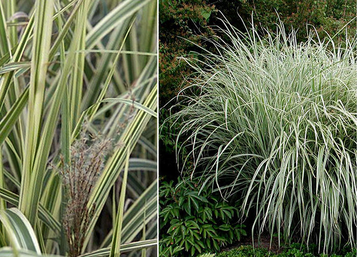 Ziemcietes - Miskante Ķīnas 'Rigoletto' / Stādu audzētava "Baižas"