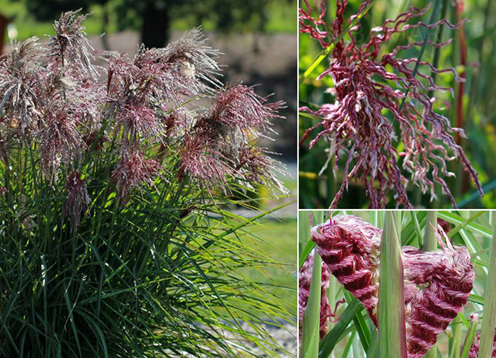 Ziemcietes - Miskante Ķīnas 'Boucle' / Stādu audzētava "Baižas"